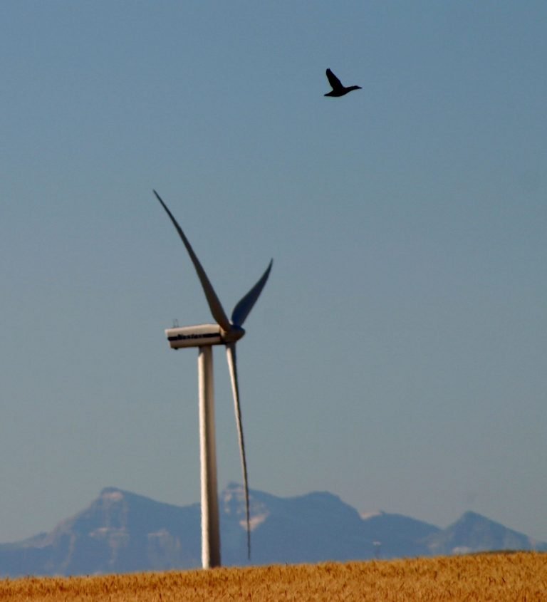 104. Birds, bats and wind turbines - Green Energy Futures