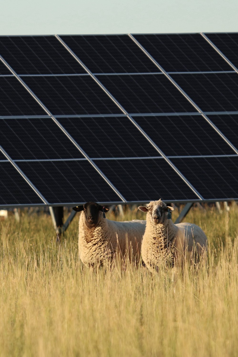 Sheep and Solar - Green Energy Futures